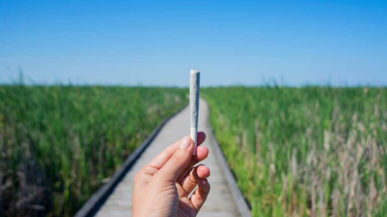 Hemp & CBD Pre Rolls are Taking Over - STM Canna